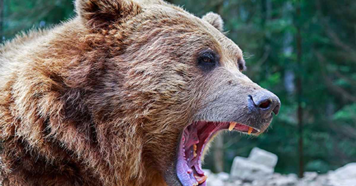 Morgan Stanley Can't Escape the Vice Grip of the Bear - TheStreet Pro