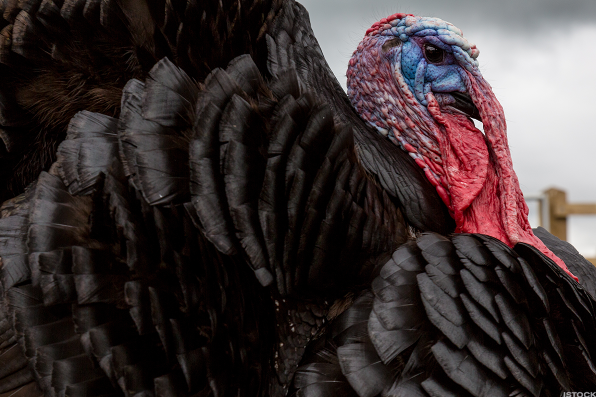 Hey, Turkey, Don't Let Yourself Get Too Caught Up in Positive ...