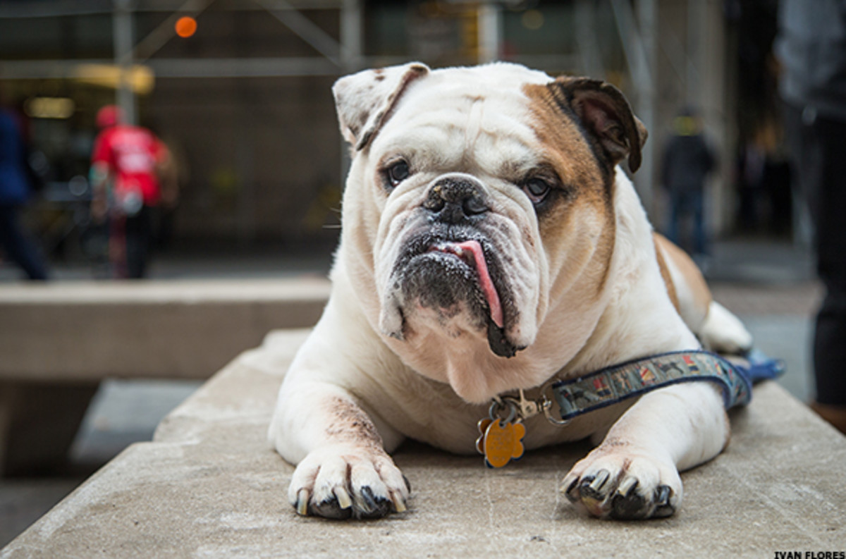 What Did Dow's 'Dogs' Fetch in 2016? - TheStreet Pro