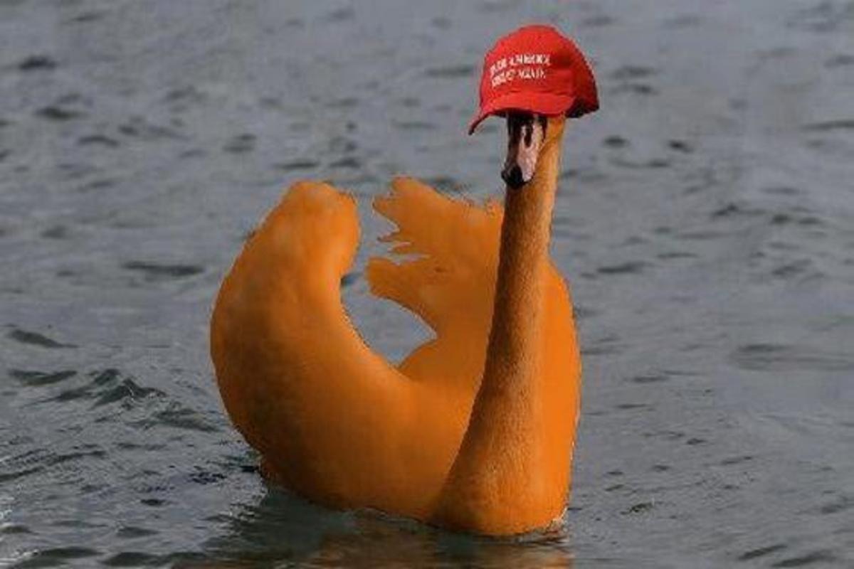 Bombastic 'Orange Swan' Trump Finally Makes the Market See Red ...