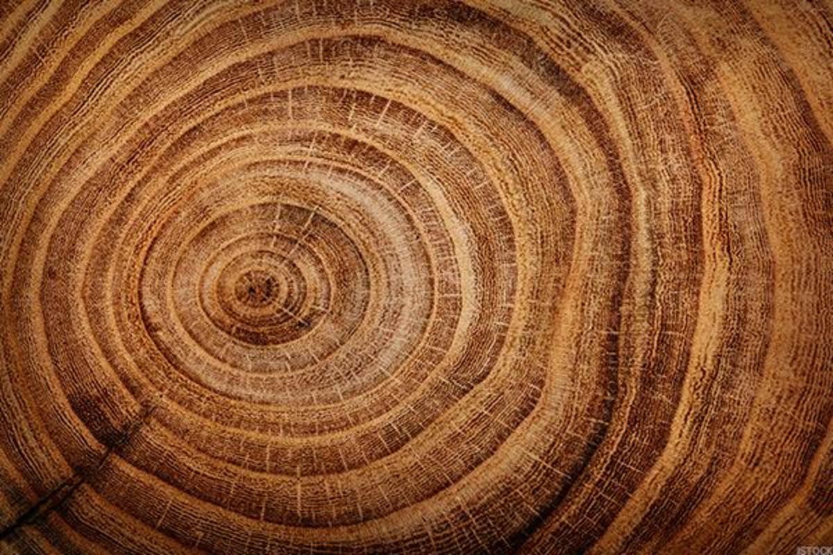 Deltic Timber Showing Weak Roots - TheStreet Pro